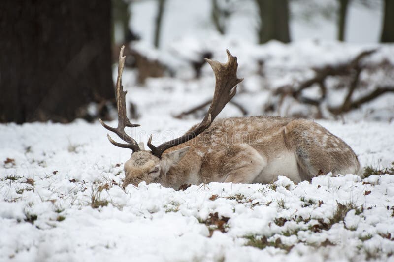 Beautiful Image of Fallow Deer in Snow Winter Landscape Stock Photo ...