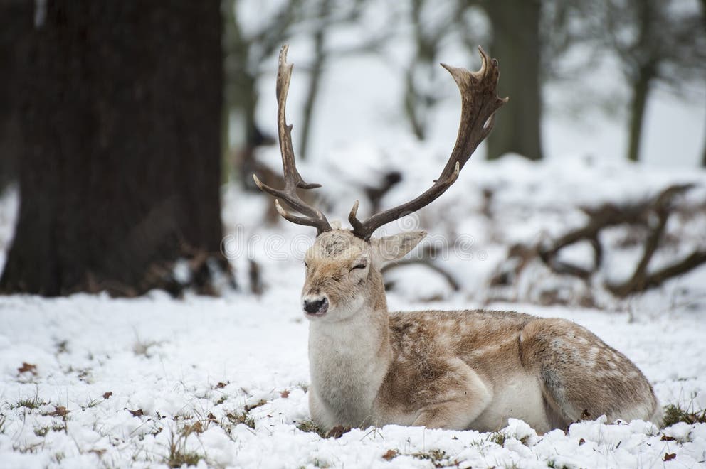 Beautiful Image of Fallow Deer in Snow Winter Landscape Stock Photo ...