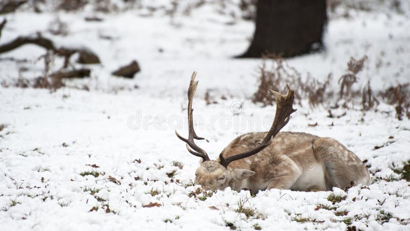 Beautiful Image of Fallow Deer in Snow Winter Landscape Stock Image ...