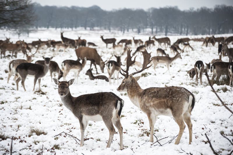 Beautiful Image of Fallow Deer in Snow Winter Landscape Stock Photo ...