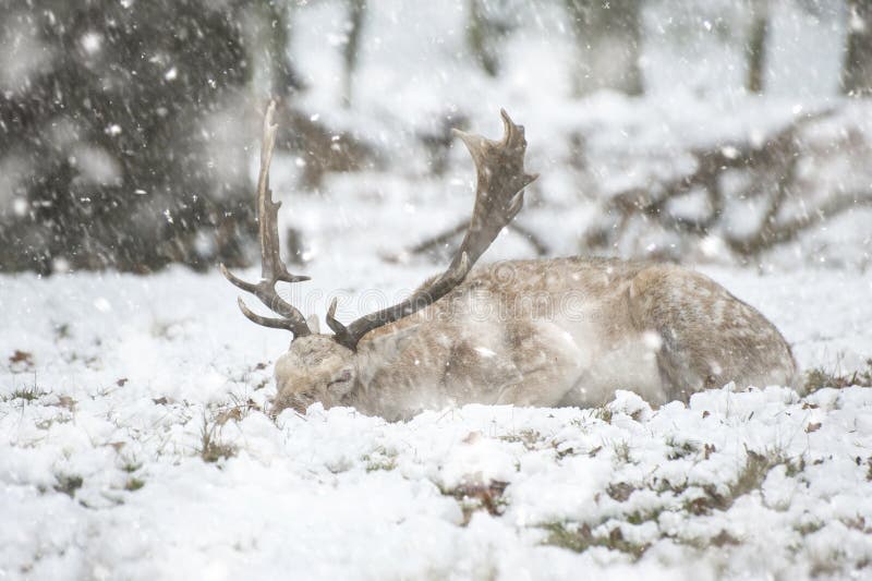 Beautiful Image of Fallow Deer in Snow Winter Landscape in Heavy Snow ...