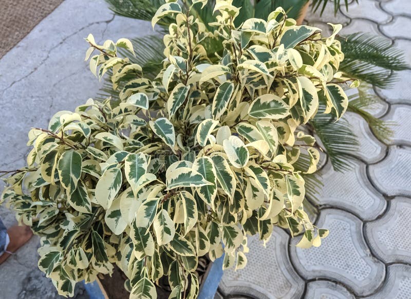 Beautiful Image of Ficus Variegata Plant in a Garden Stock Image ...