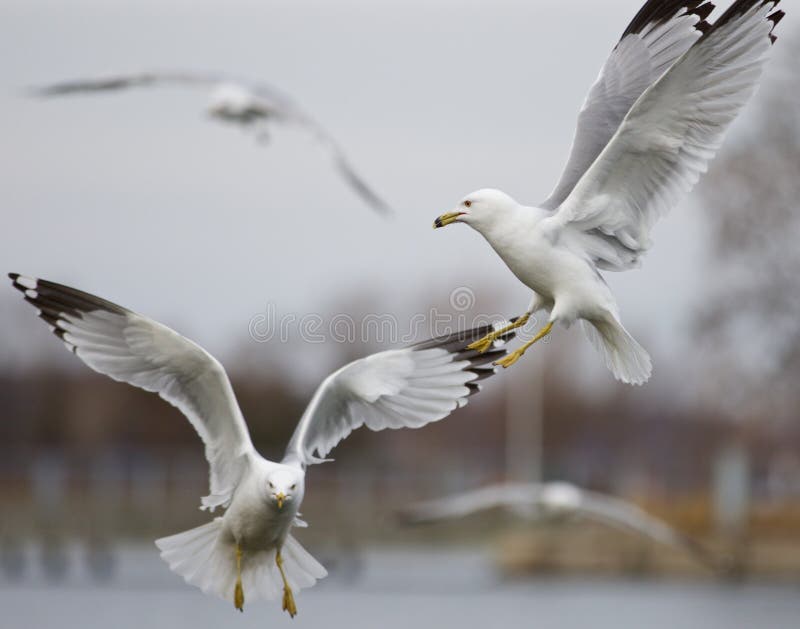 Beautiful Image with the Flying Gulls Stock Photo - Image of black ...