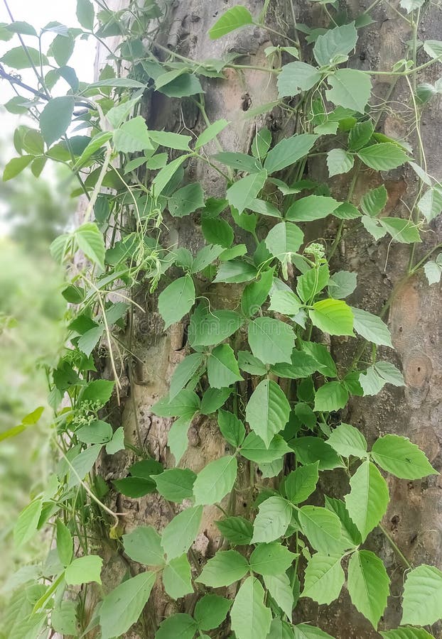 Beautiful Image of Fresh and Green Climber Tree in a Field India Stock ...