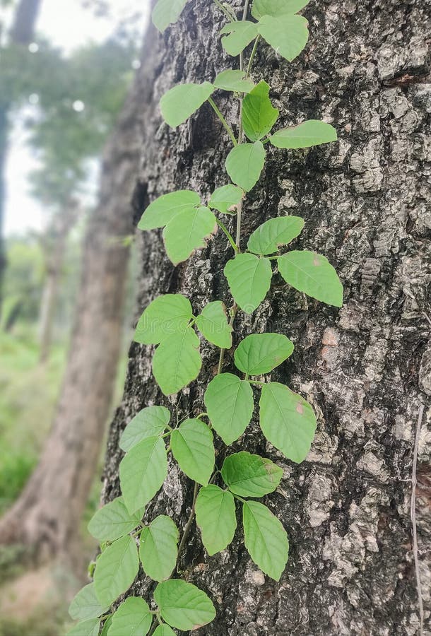 Beautiful Image of Fresh and Green Climber Tree in a Field India Stock ...