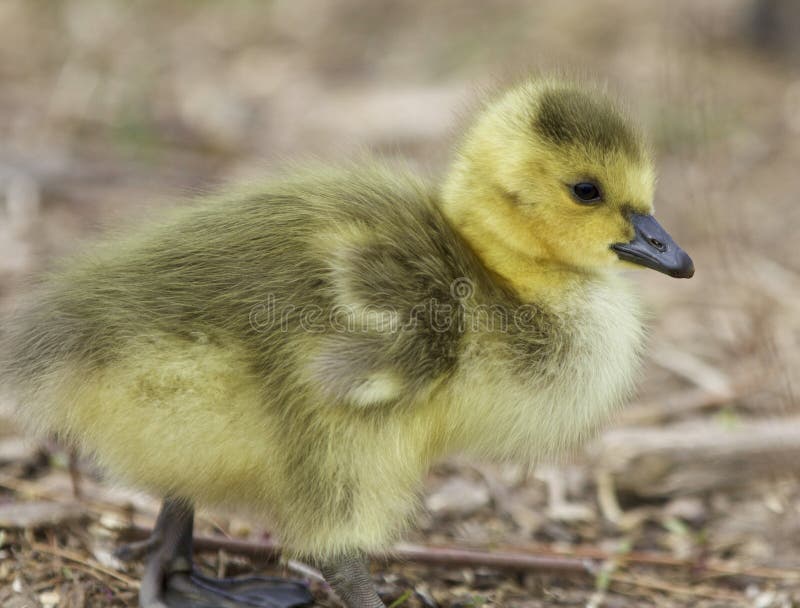 Beautiful Image with a Funny Canada Goose Chick Stock Image - Image of ...