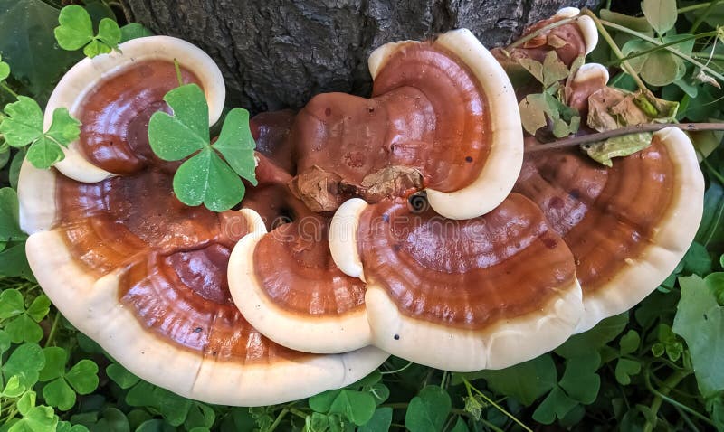 Beautiful Image of Ganoderma Lingzhi Fongus on Tree Trunks India Stock ...