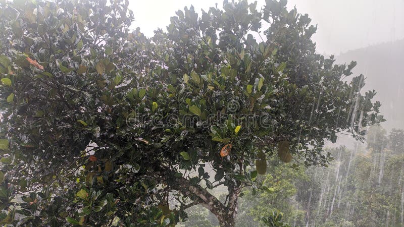 Beautiful Image of Heavy Rain Stock Photo - Image of heavy, vegetation ...