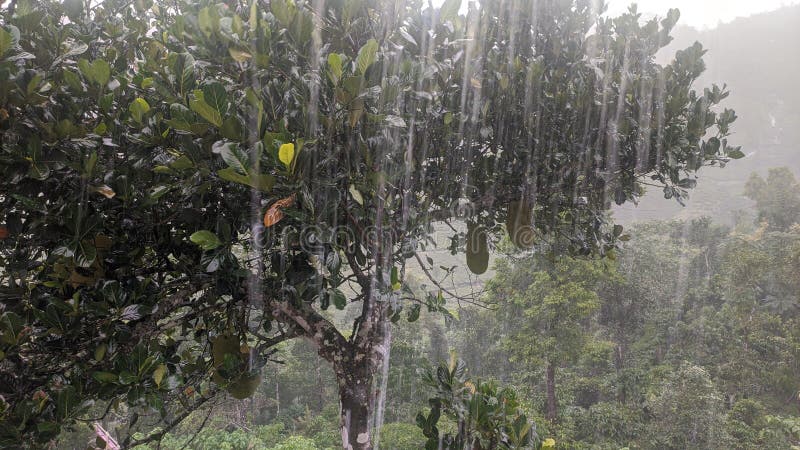 Beautiful Image of Heavy Rainfall Stock Photo - Image of heavy, forest ...