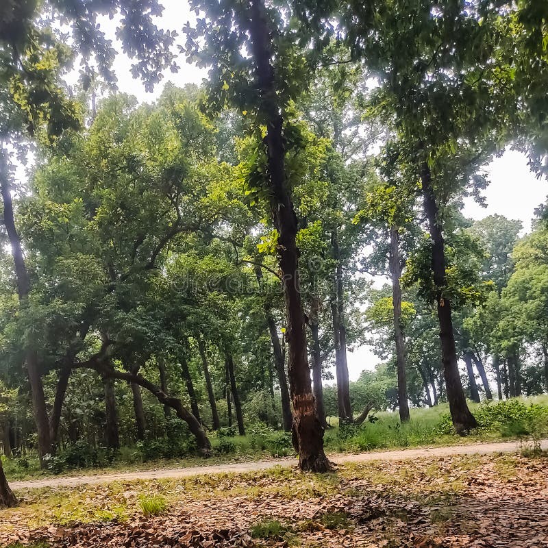 Beautiful Image of Indian Forest with Landscape India Stock Photo ...