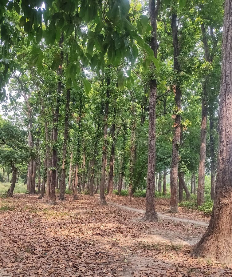 Beautiful Image of Indian Forest with Landscape India Stock Photo ...