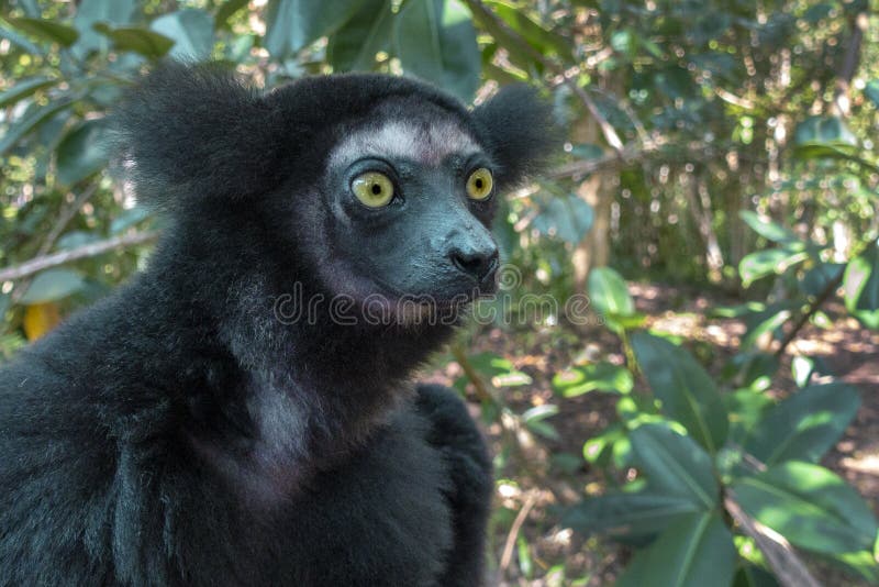 Portrait Of Indri Indri Lemur At The Tree, Atsinanana Region ...