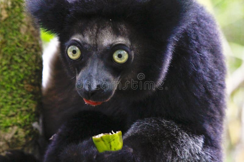 Beautiful Image Of The Indri Lemur Indri Indri Stock Image - Image of ...