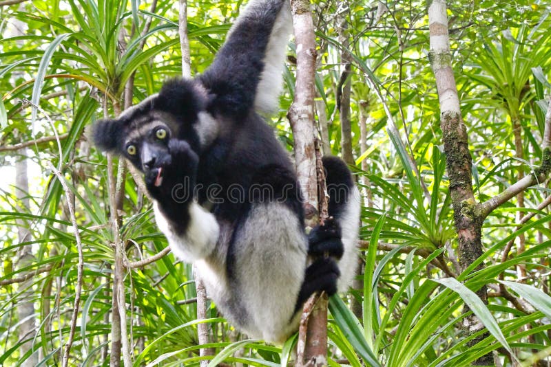 Beautiful Image of the Indri Lemur Indri Indri Stock Image - Image of ...