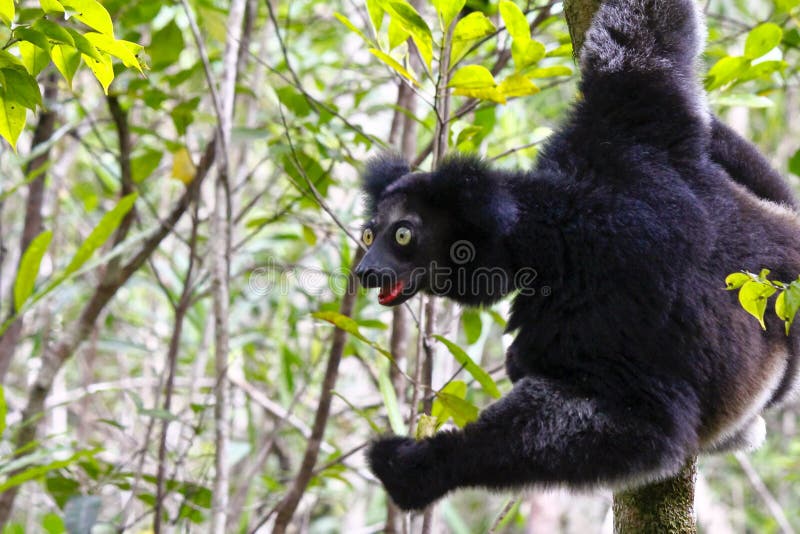 Beautiful Image of the Indri Lemur Indri Indri Stock Photo - Image of ...