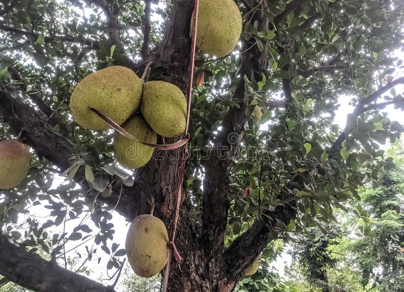 Beautiful Image of Jackfruit Hanging with Tree Indian Village Stock ...