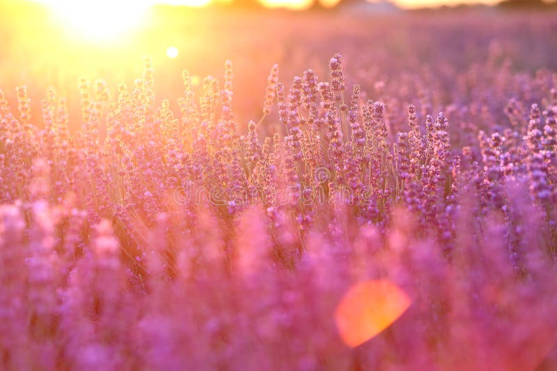 Beautiful Image of Lavender Field Over Summer Sunset Landscape. Sunset ...