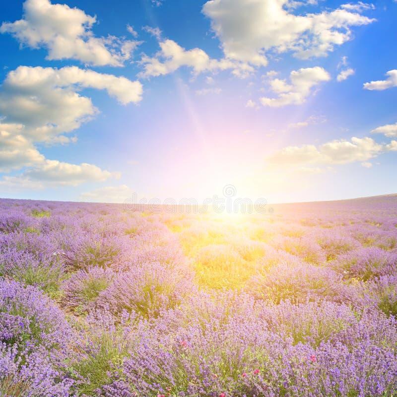 Beautiful Image of Lavender Field. Summer Sunset Landscape Stock Photo ...