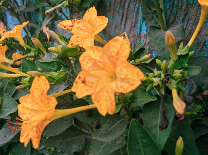 Beautiful Image of Marvel of Peru Flower India Stock Photo - Image of ...