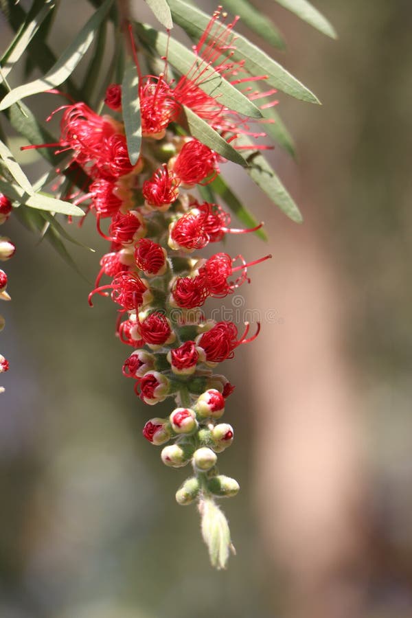 Beautiful Image of Melaleuca Viminalis Flower Stock Image - Image of ...
