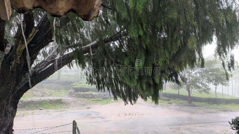 Beautiful Image of Mist, Nature and Rain Stock Photo - Image of flower ...
