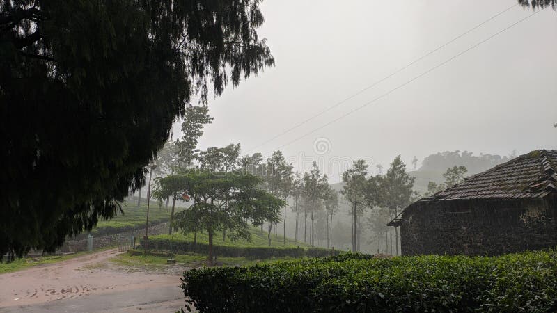 Beautiful Image of Mist, Nature and Rain Stock Photo - Image of grass ...