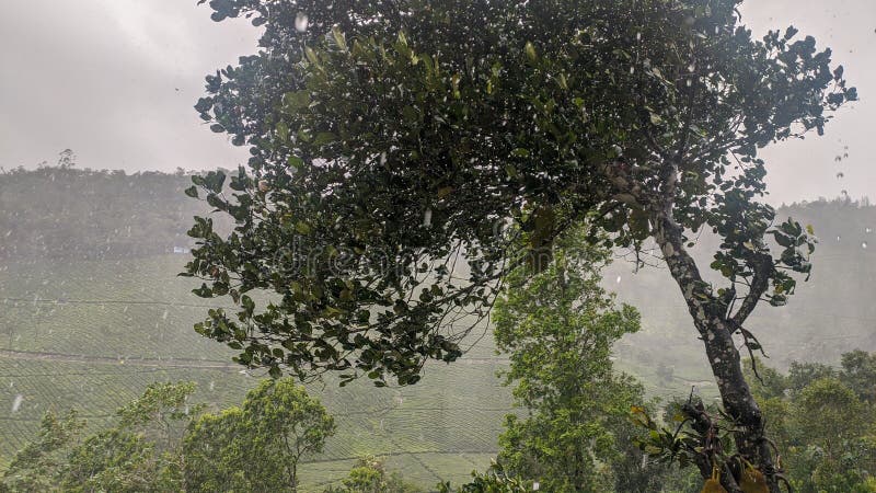 Beautiful Image of Mist, Nature and Rain Stock Image - Image of mist ...