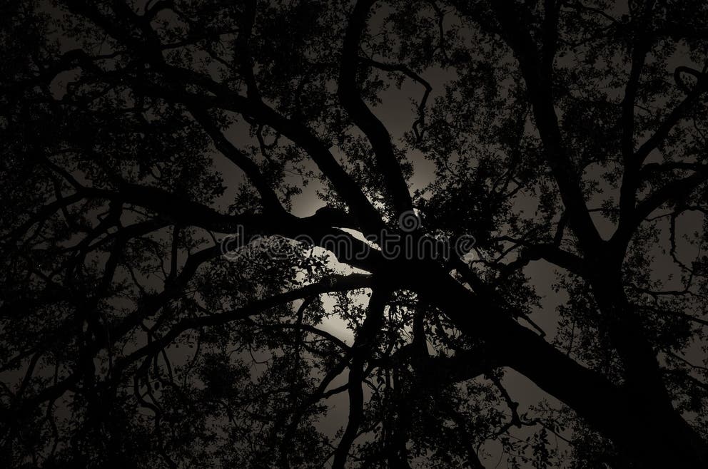 Oak Tree and the Moon stock photo. Image of glowing - 152585168