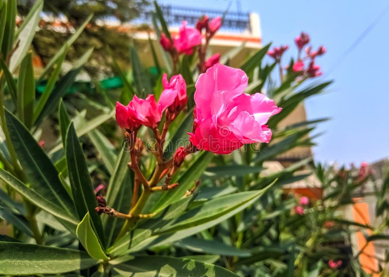 Beautiful Image of Nerium Oleander Flower India Stock Photo - Image of ...