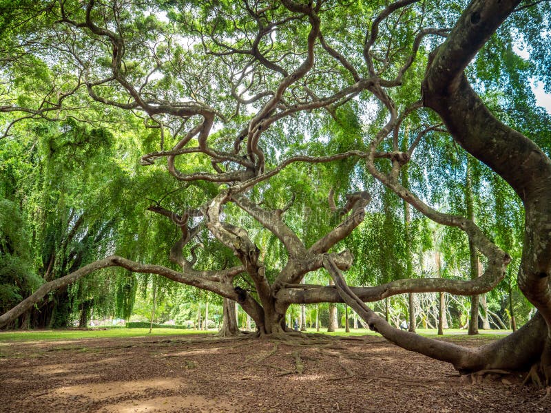 Beautiful Image of Old Banyan Tree with Long Branches and Thick Roots ...