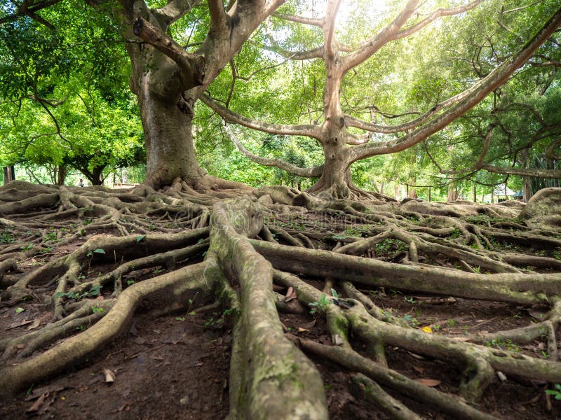 Beautiful Image of Old Ficus Tree with Powerful Root System Covering ...