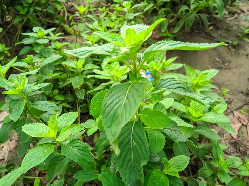 2,567 Peppermint Plants Photos - Free & Royalty-Free Stock Photos from ...