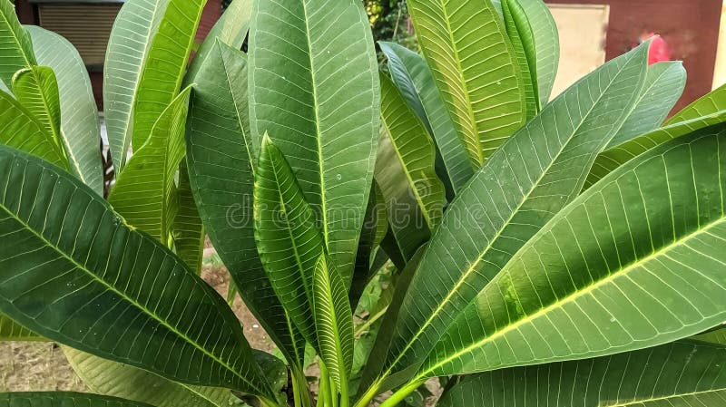 Beautiful Image of Plumeria Alba Plant India Stock Photo - Image of ...
