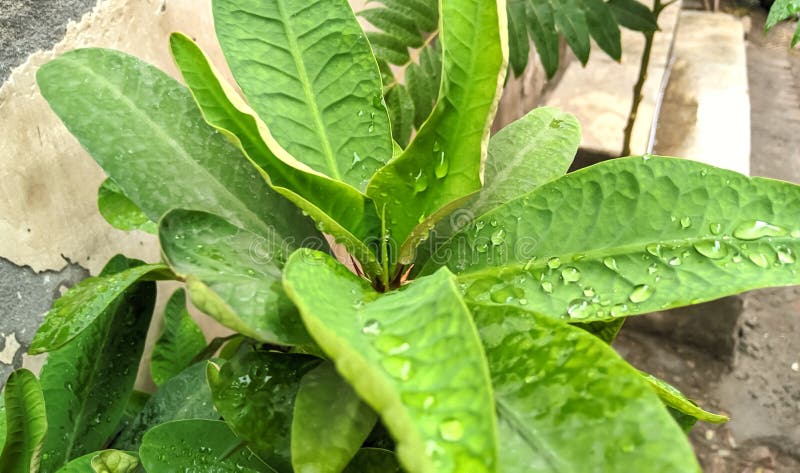 Beautiful Image of Pouteria Leaf Plant India Stock Photo - Image of ...