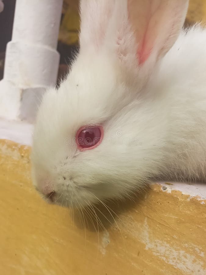Beautiful Image of a Rabbit Face Stock Photo - Image of mammal, face ...