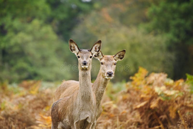 Beautiful Image of Red Deer Female Does Stock Image - Image of nature ...