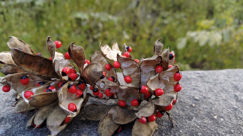 Beautiful Image of Red Stone India Stock Photo - Image of india, stone ...