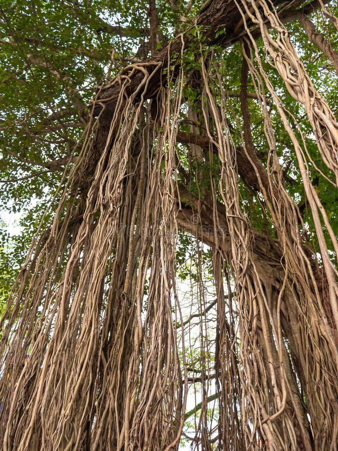 Beautiful Image of Roots and Vines Hanging Down from the Banyan Tree ...