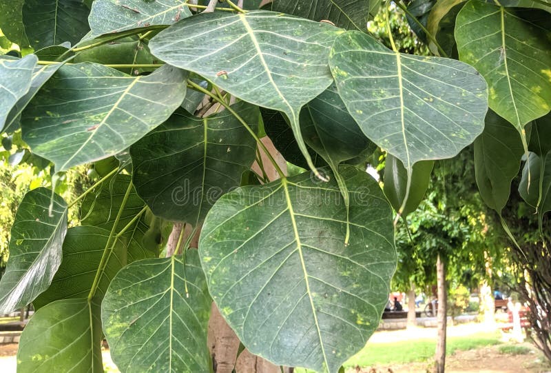 Beautiful Image of Sacred Fig Tree Leaf India Stock Photo - Image of ...