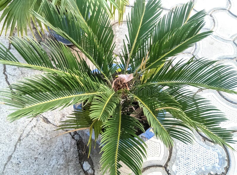 Beautiful Image of Sago Palm Plant in a Garden India Stock Image ...