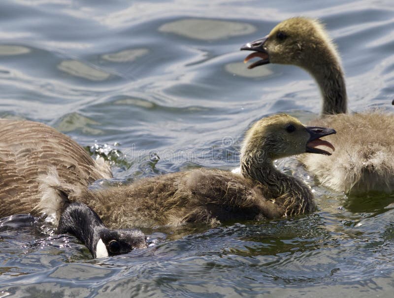 Beautiful Image with a Scared Chicks of the Canada Geese Stock Photo ...