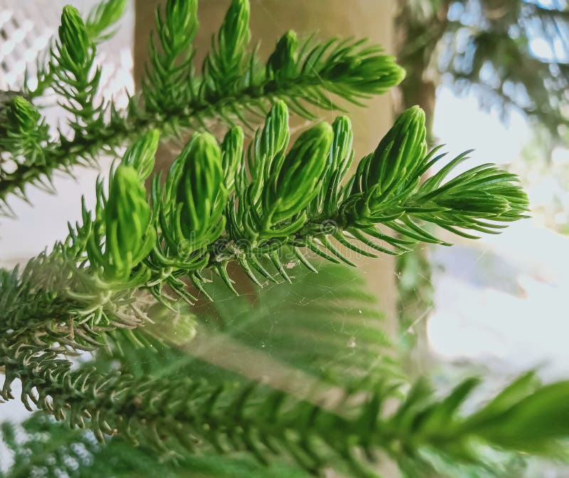 Beautiful Image of Shatavari Plant Image India Stock Image - Image of ...