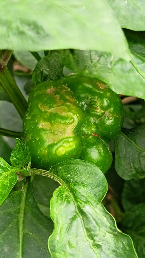 A Beautiful Image of Shimla Mirch Stock Image - Image of beautiful ...