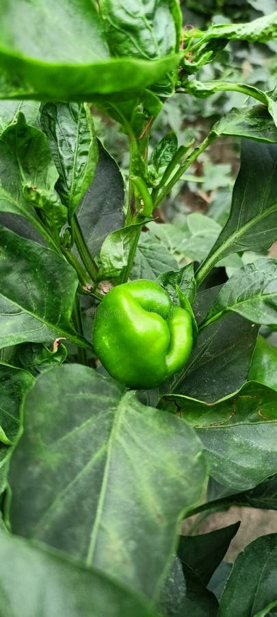 A Beautiful Image of Shimla Mirch Stock Photo - Image of mirch ...