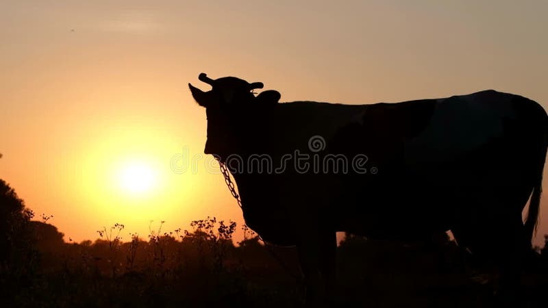 A Beautiful Image of a Silhouette of a Cow Standing in a Field Against ...