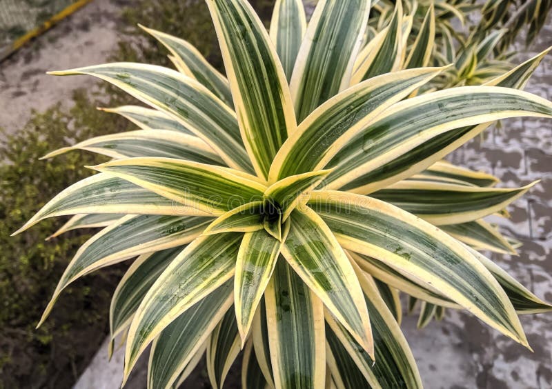 India Plants and Trees Falawar Stock Image - Image of falter, malawi ...