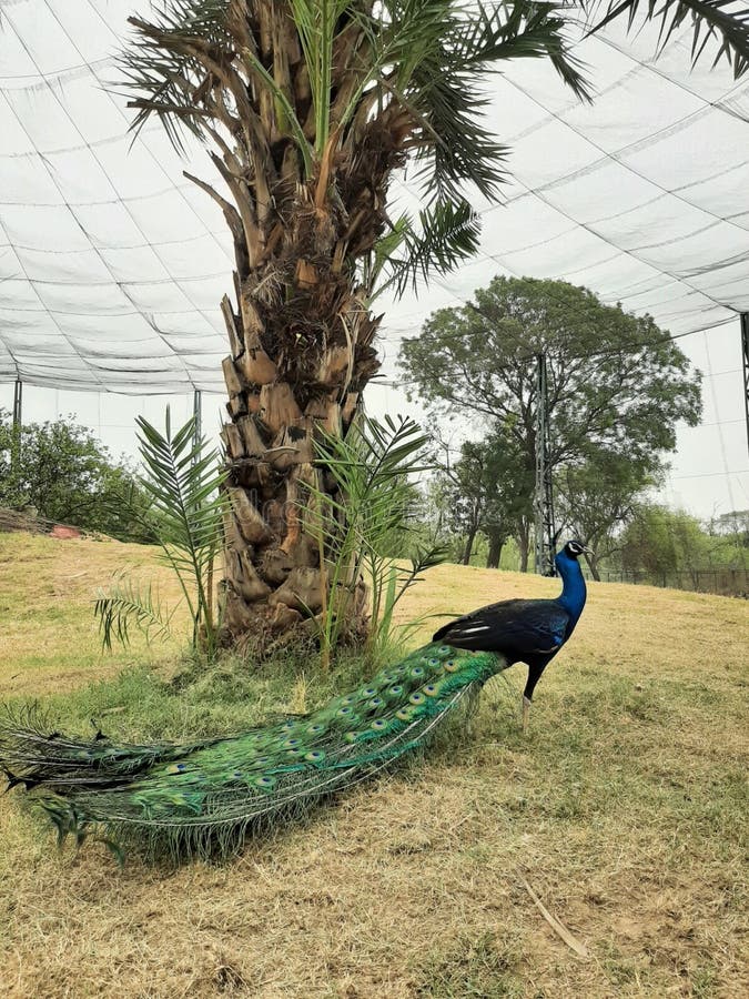 Standing Peacock Looking Left Hand Side Stock Image - Image of outdoor ...