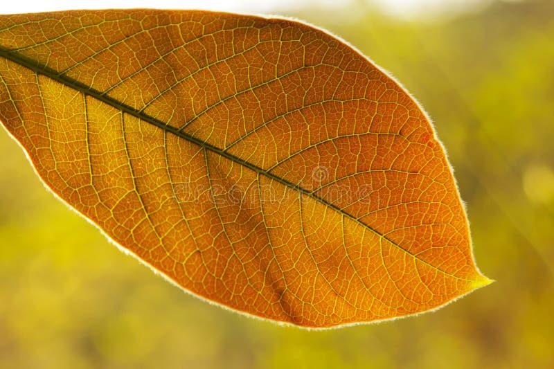 Beautiful Image of the Texture of a Leaf Against Sunlight with Bright ...