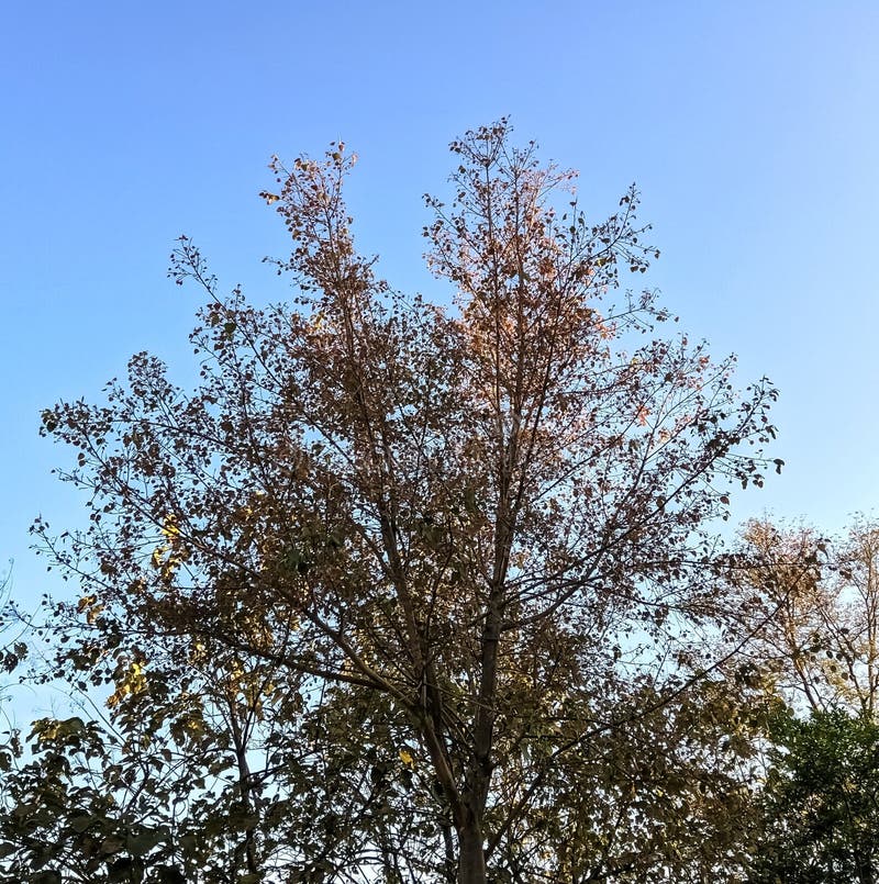 Beautiful Image of Citrus Limon Plants India Stock Image - Image of ...