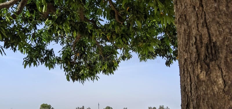 Beautiful Image of a Tree Branch India Stock Image - Image of india ...